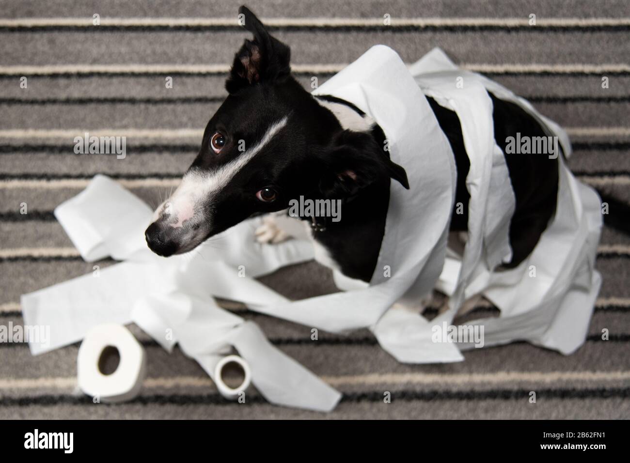 Home pet destruction on bedroom floor with some piece of toilet roll ...