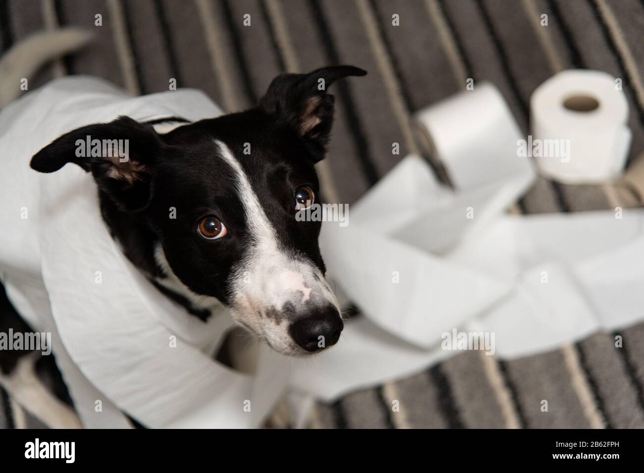 Home pet destruction on bedroom floor with some piece of toilet roll ...