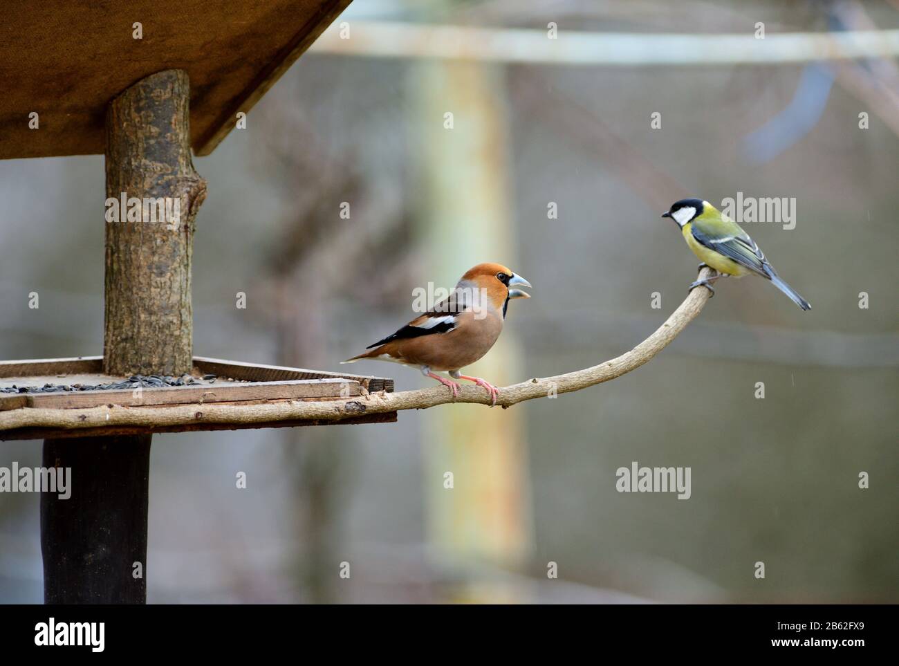 The hawfinch eating sunflowers and seeds blue tit on the fodder rack in ...