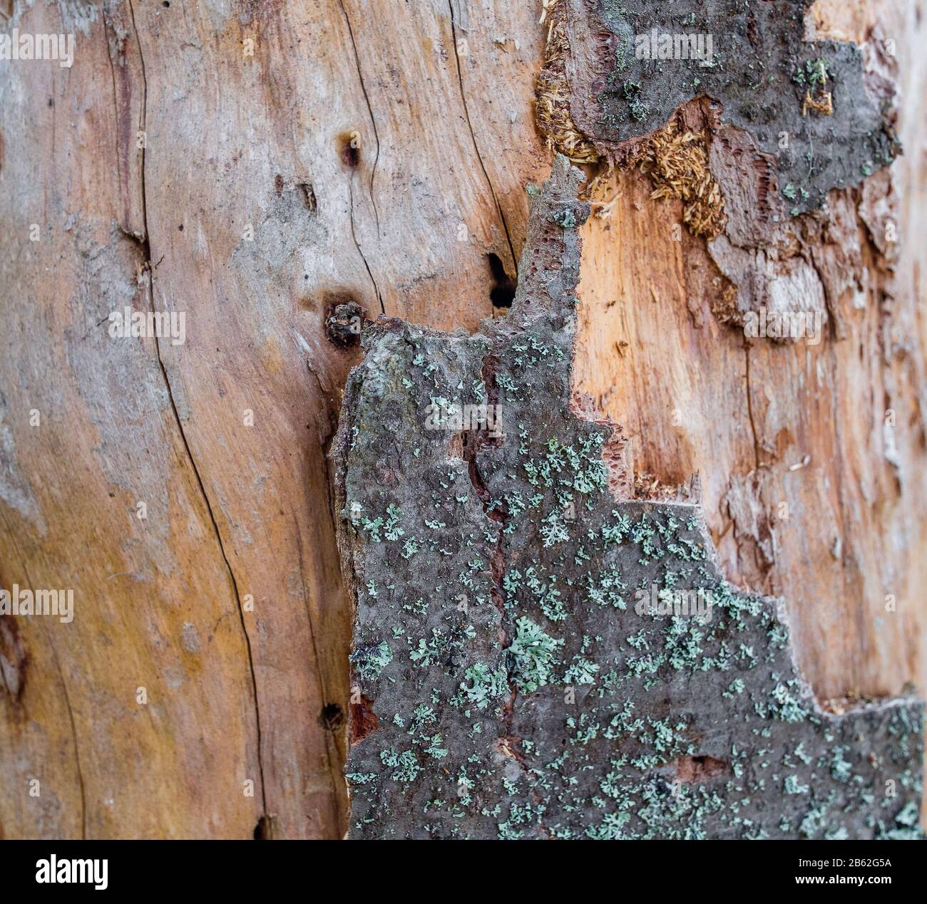 Tree trunk beetle fir hi-res stock photography and images - Alamy
