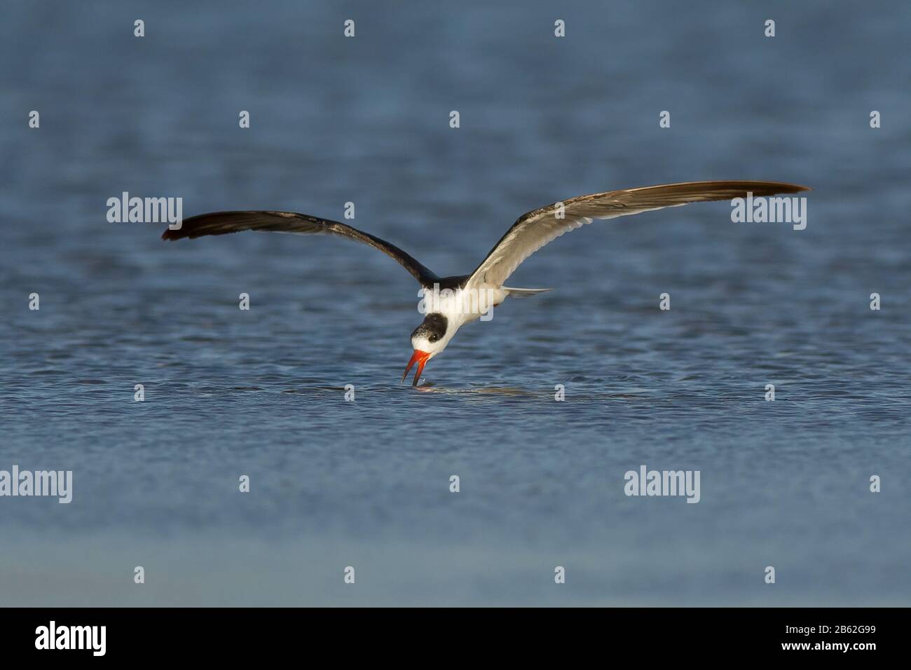 Indian skimmer or Indian scissors-bill (Rynchops albicollis) skimming ...