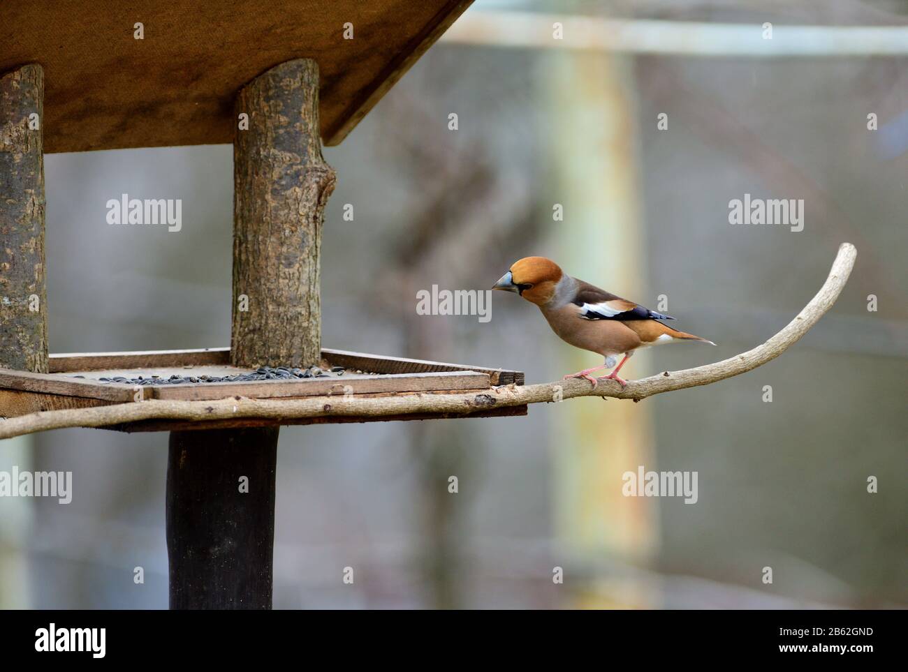 The hawfinch eating sunflowers and seeds on the fodder rack in the ...