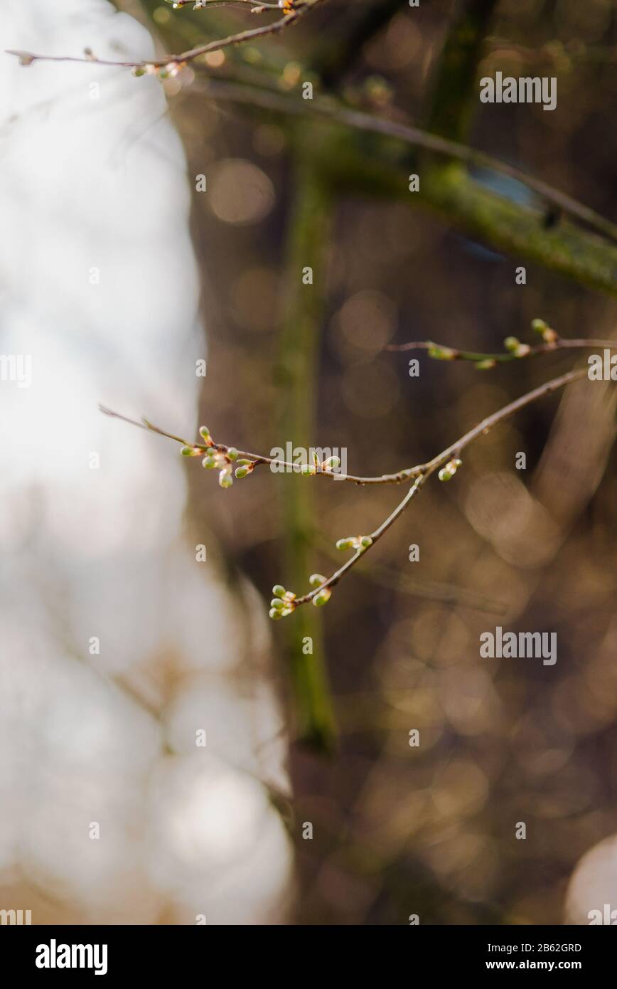 New shoot growing from tree hi-res stock photography and images - Alamy