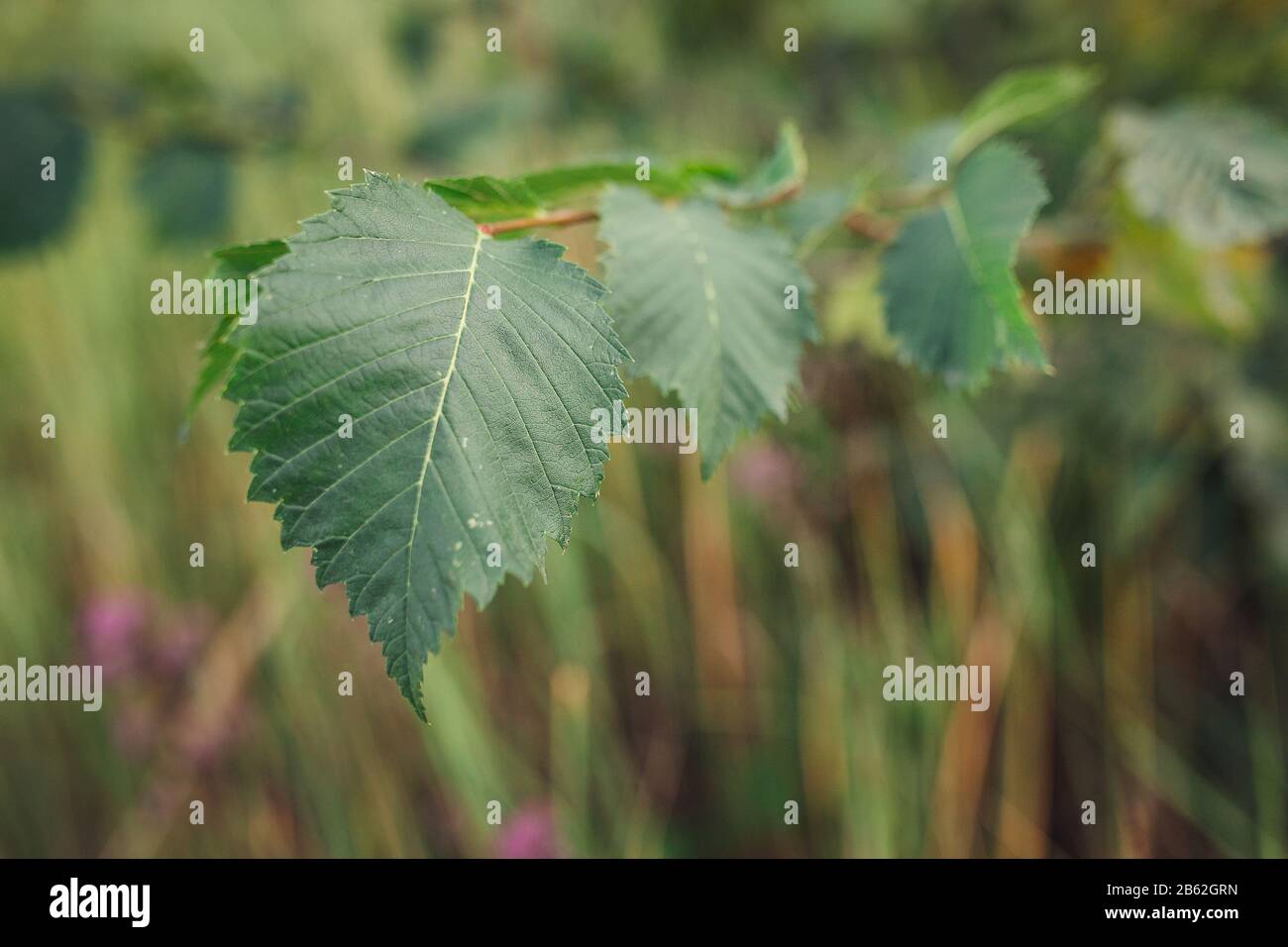 The branch of Alder tree in forest Stock Photo - Alamy