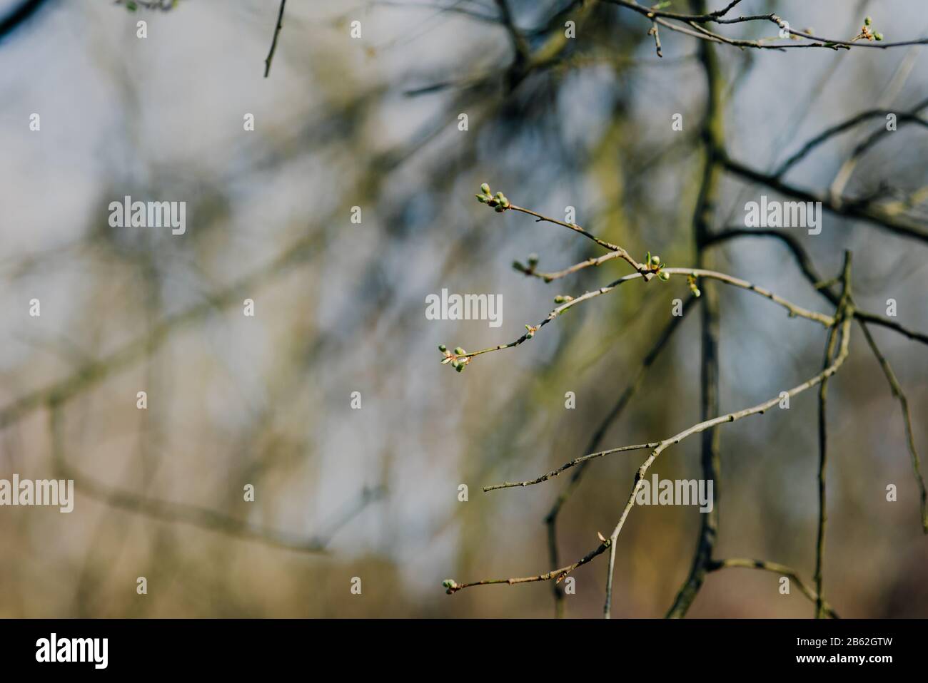Leaf shoot in spring hi-res stock photography and images - Alamy