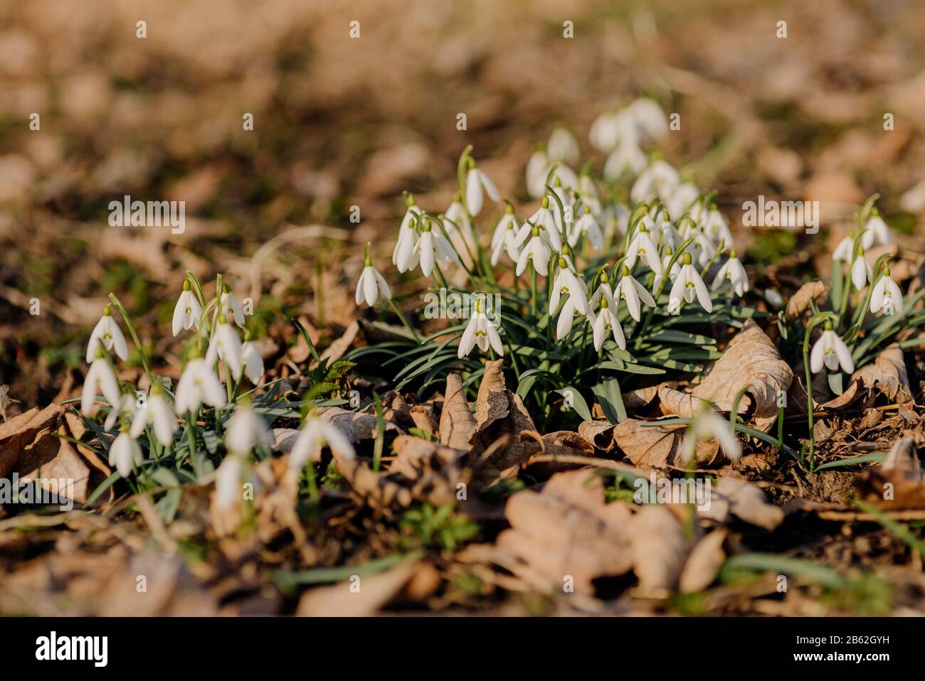 Snowdrop or common snowdrop (Galanthus nivalis) flowers Stock Photo - Alamy
