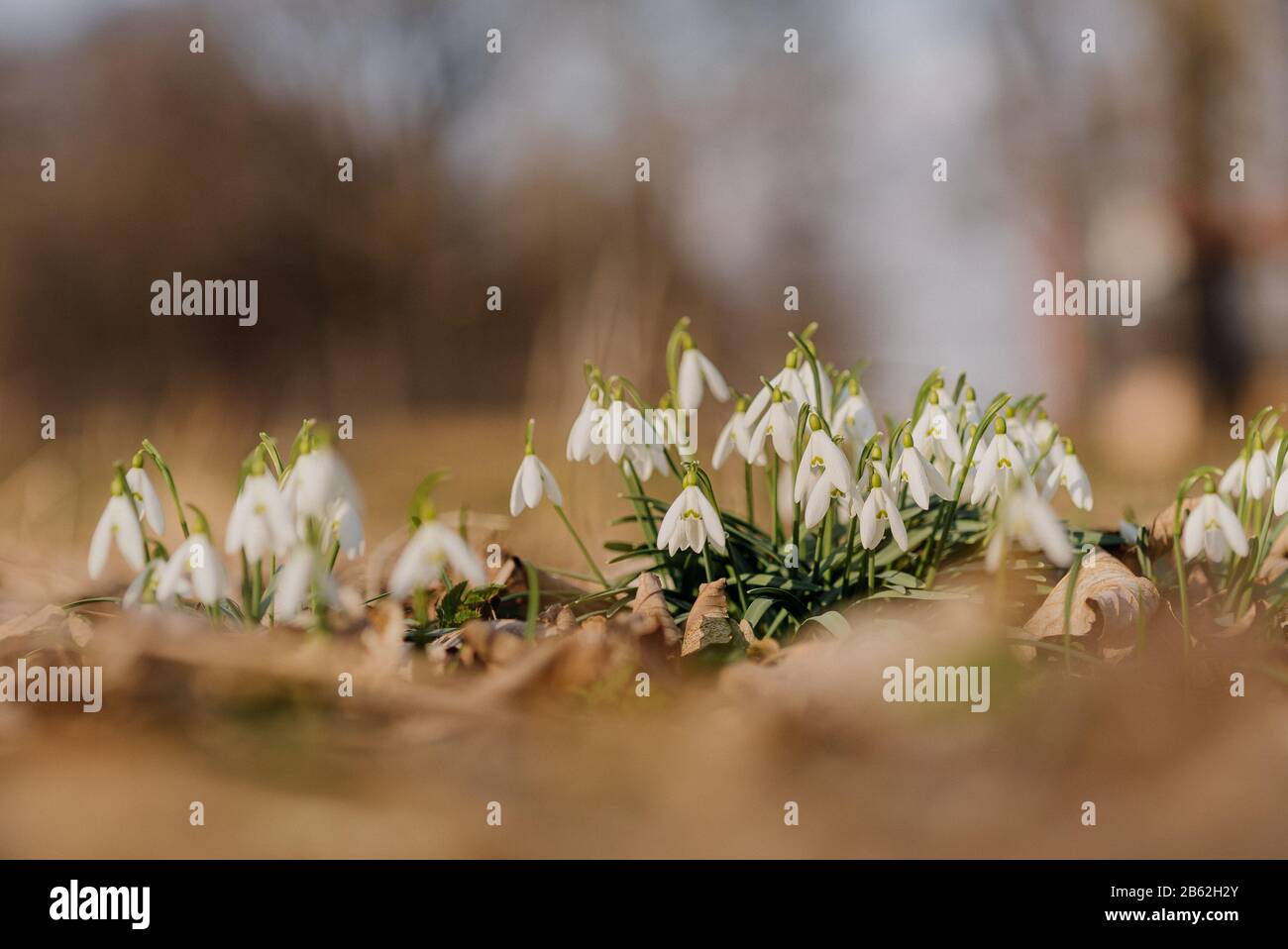 Snowdrop or common snowdrop (Galanthus nivalis) flowers Stock Photo - Alamy