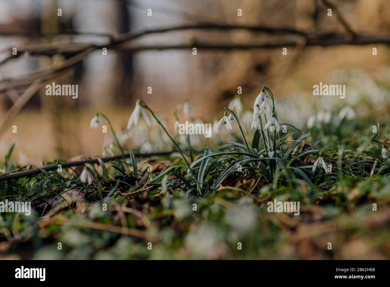 Flowers snowdrops in garden, Galanthus nivalis in spring forest Stock ...