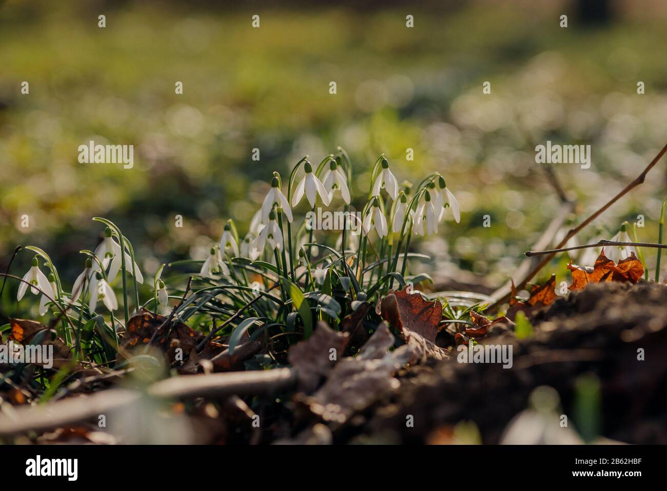 Snowdrop or common snowdrop (Galanthus nivalis) flowers Stock Photo - Alamy