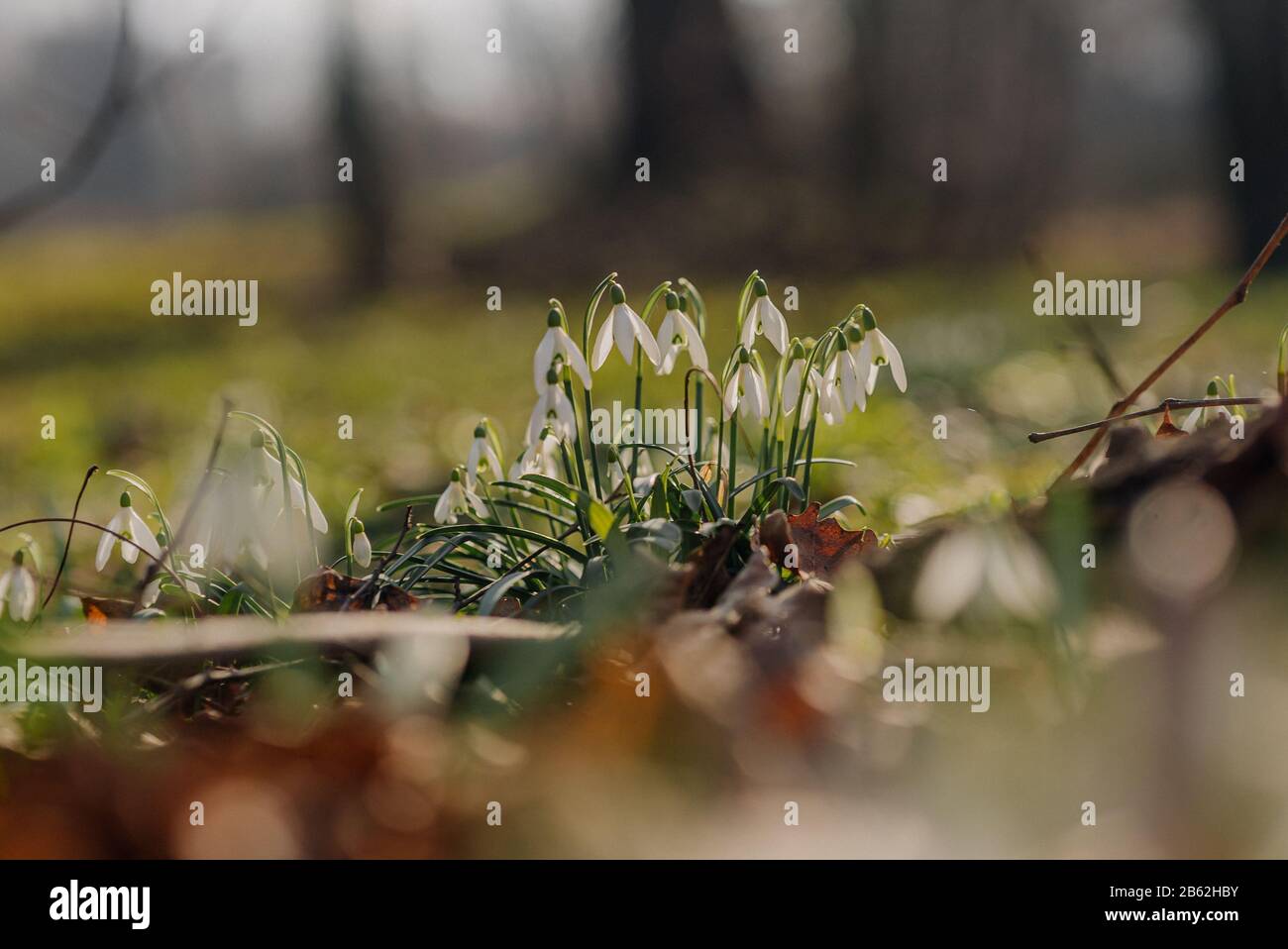 Snowdrop or common snowdrop (Galanthus nivalis) flowers Stock Photo - Alamy