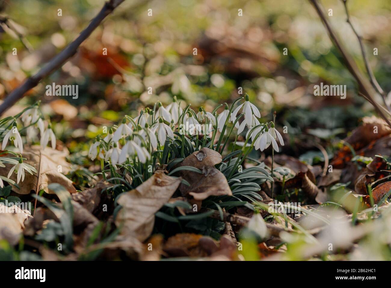 Snowdrop or common snowdrop (Galanthus nivalis) flowers Stock Photo - Alamy