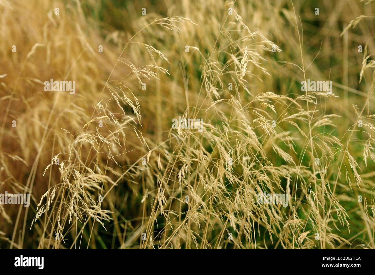 Dry grass background, field summer, yellow texture Stock Photo - Alamy