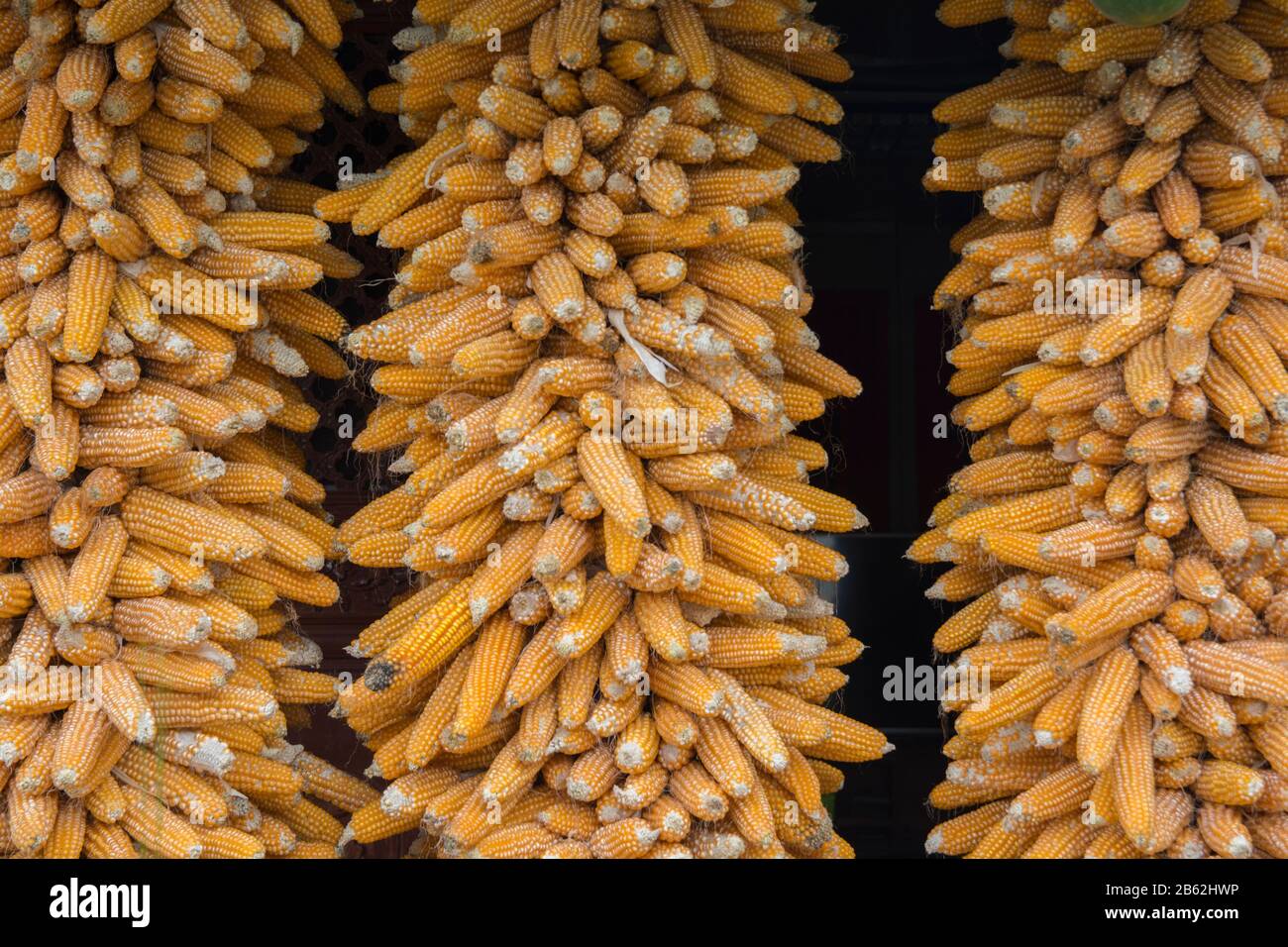 Columns of many dry corn cobs, hanged together Stock Photo - Alamy