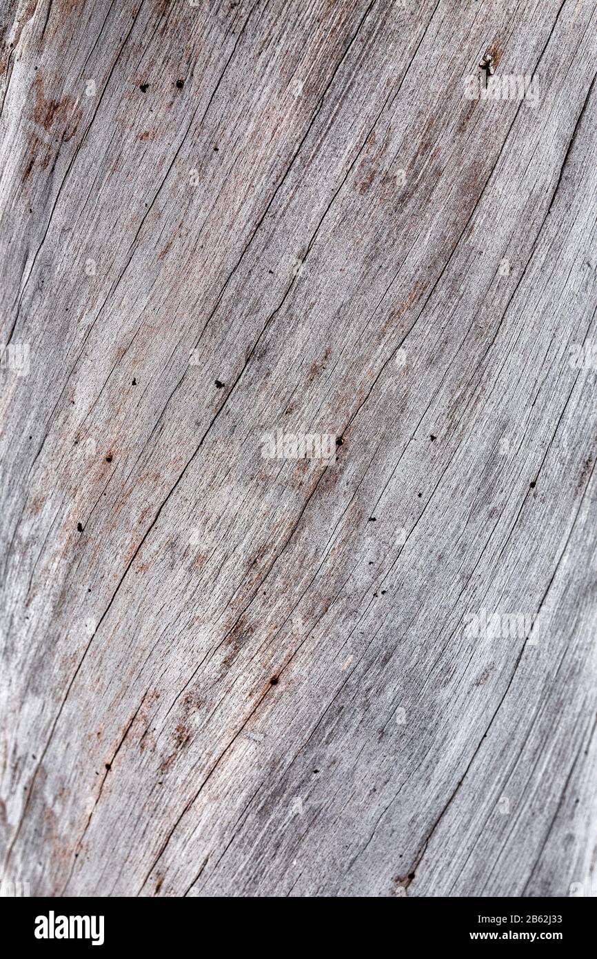 knotted dead pine tree trunk showing twisted wood grain Stock Photo - Alamy