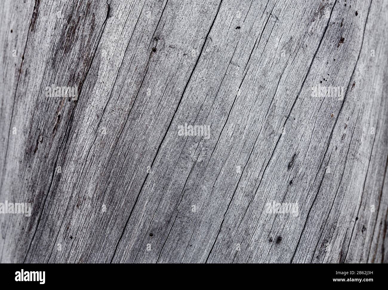 knotted dead pine tree trunk showing twisted wood grain Stock Photo - Alamy