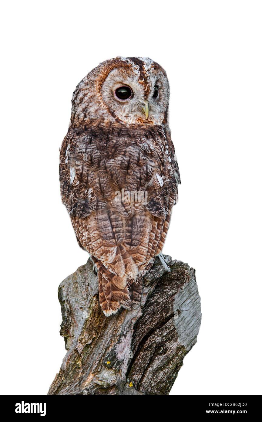 Tawny owl (Strix aluco) looking backwards from tree stump against white ...