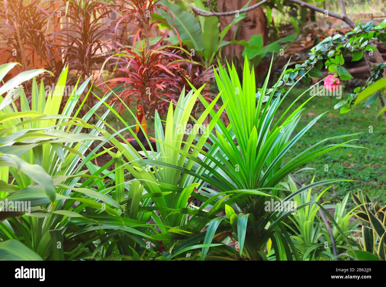 Lush tropical foliage. Exotical plants with green and red leaves in a ...