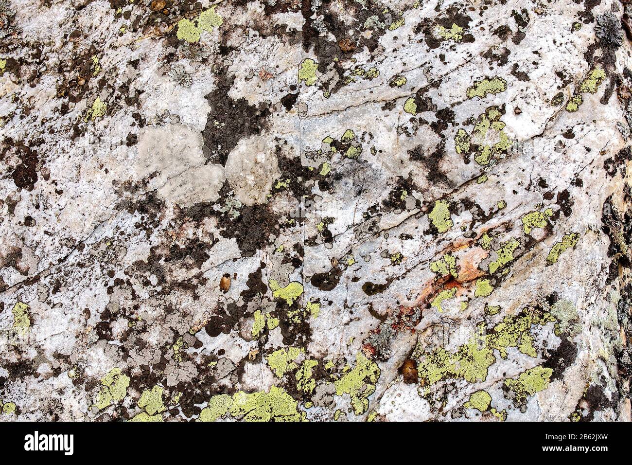 Rock with a green lichen close-up of texture Stock Photo - Alamy