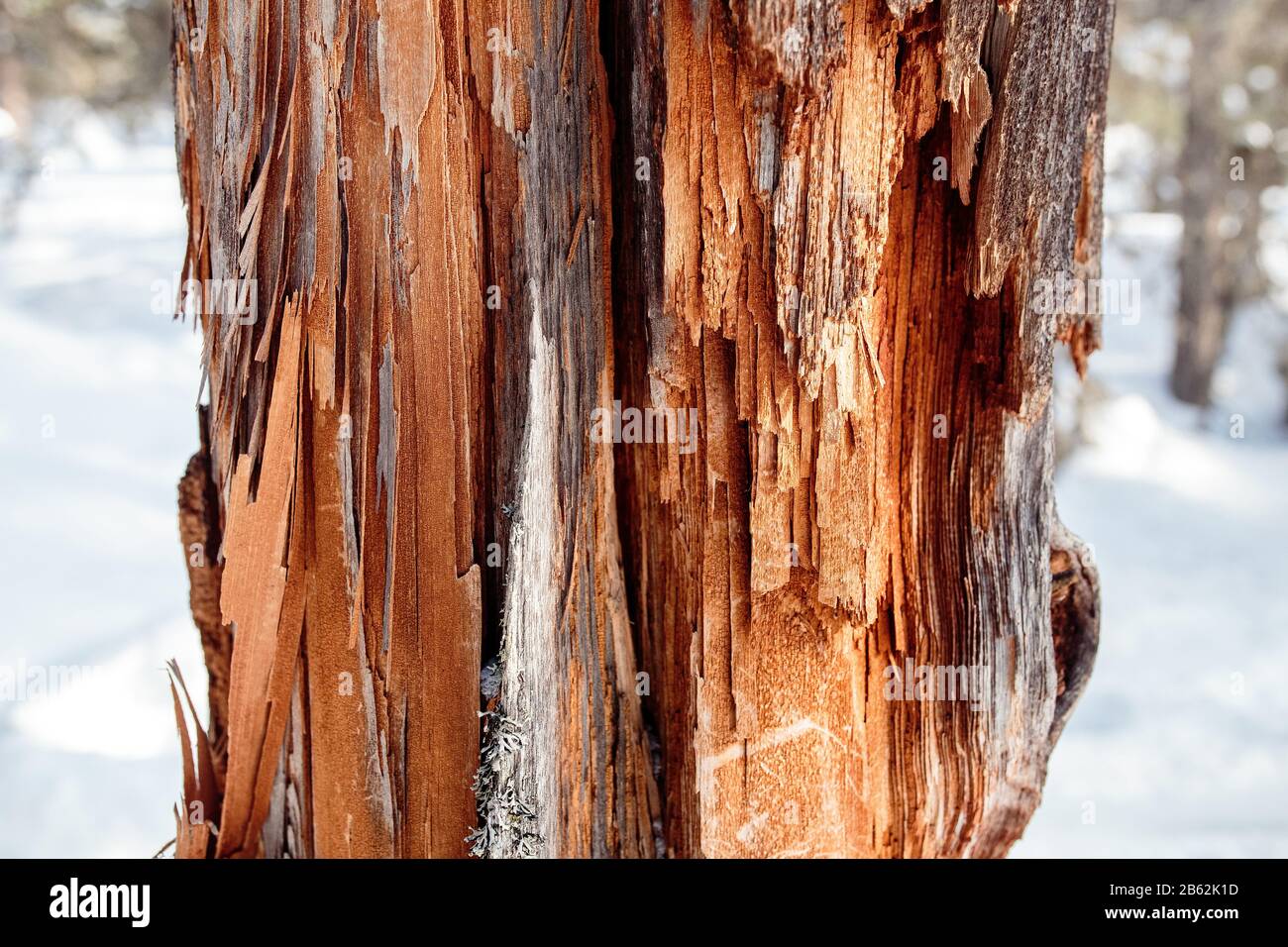 Dead Tree Texture High Resolution Stock Photography and Images - Alamy