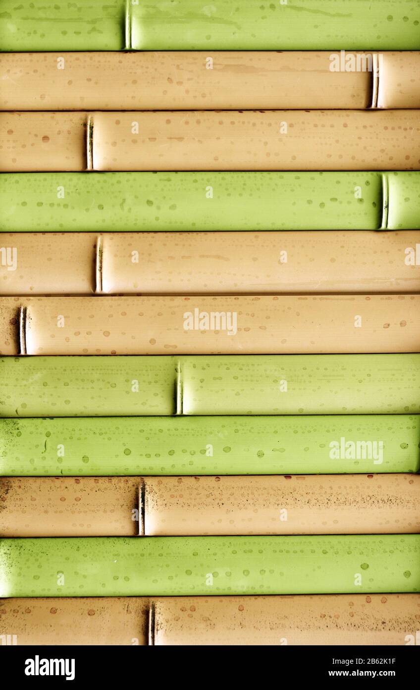 Bamboo fence. Wall texture background with green and yellow bamboo ...
