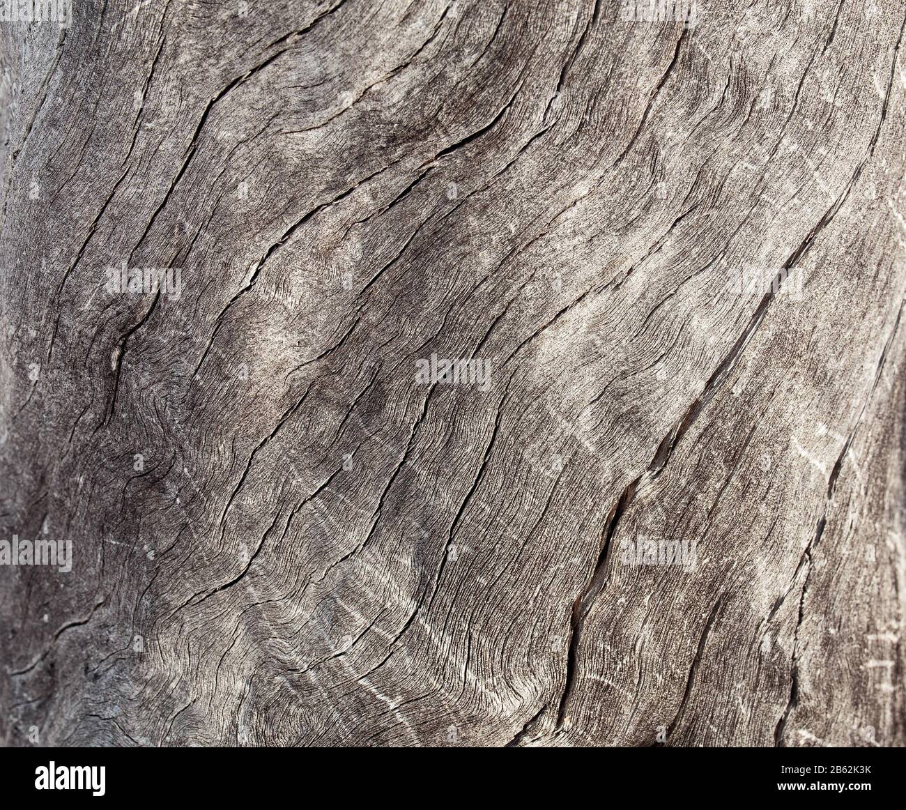 Texture of tree background and Wall of tree texture Stock Photo - Alamy