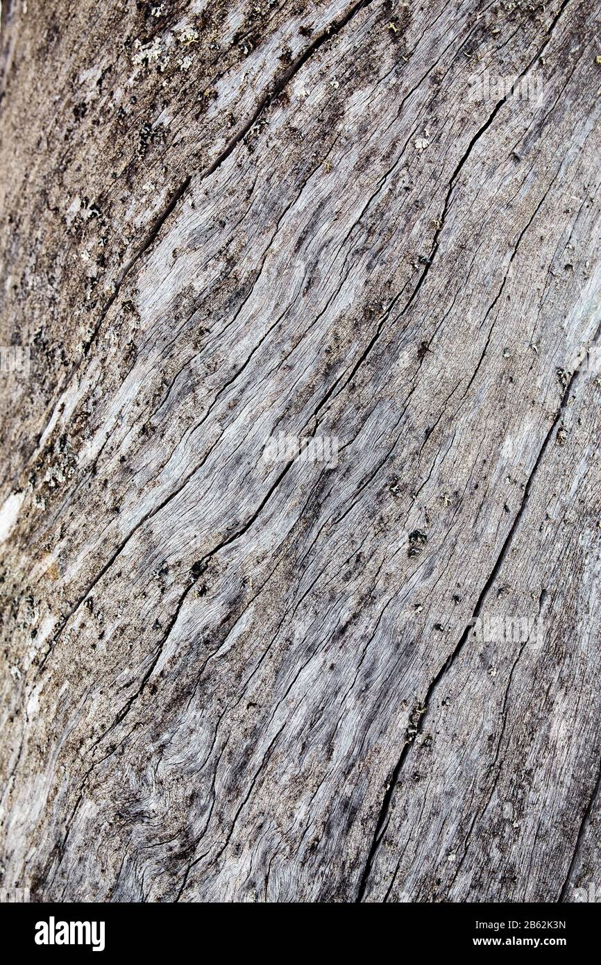 Texture of tree background and Wall of tree texture Stock Photo - Alamy