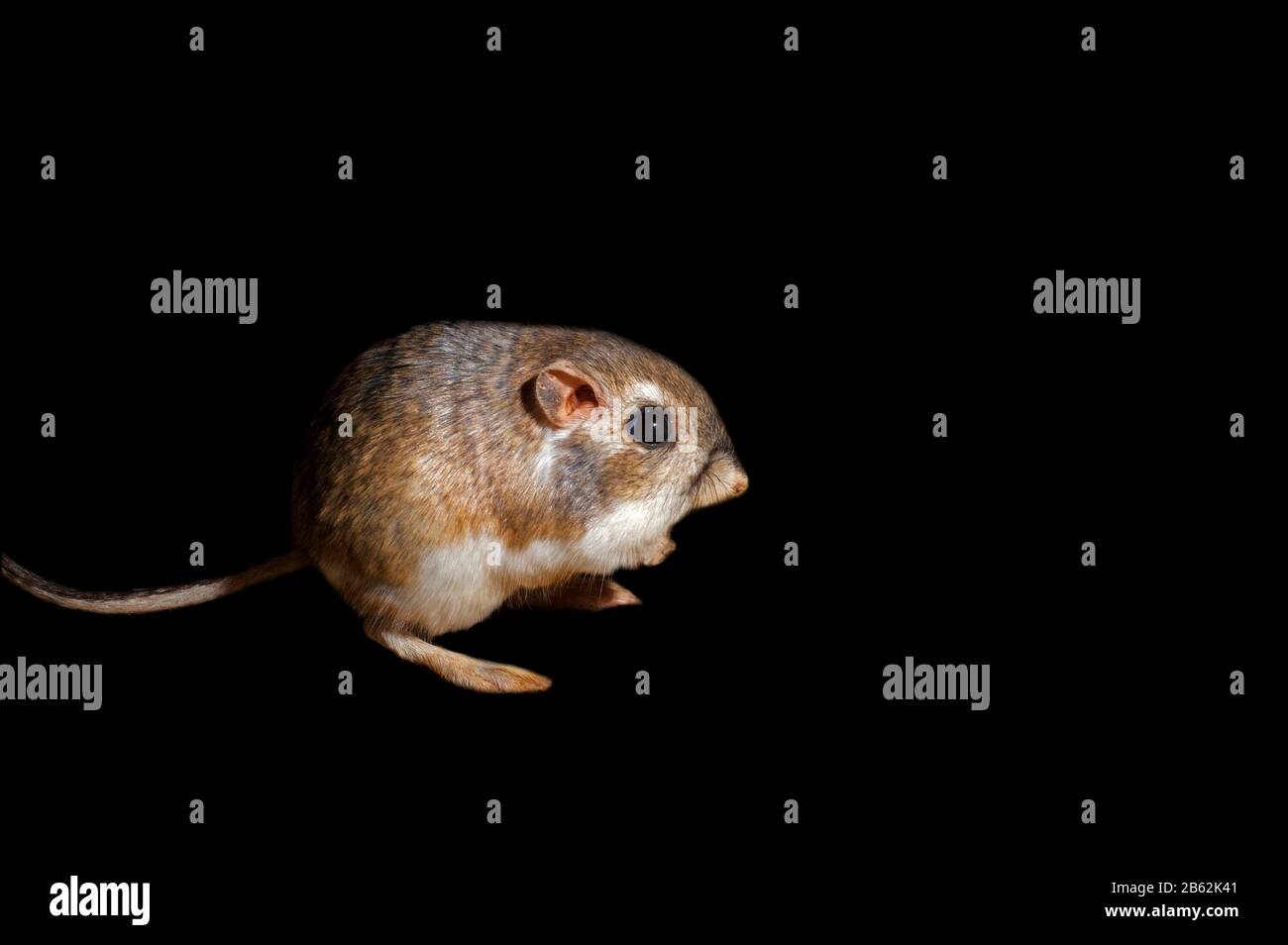 Desert kangaroo rats hi-res stock photography and images - Alamy