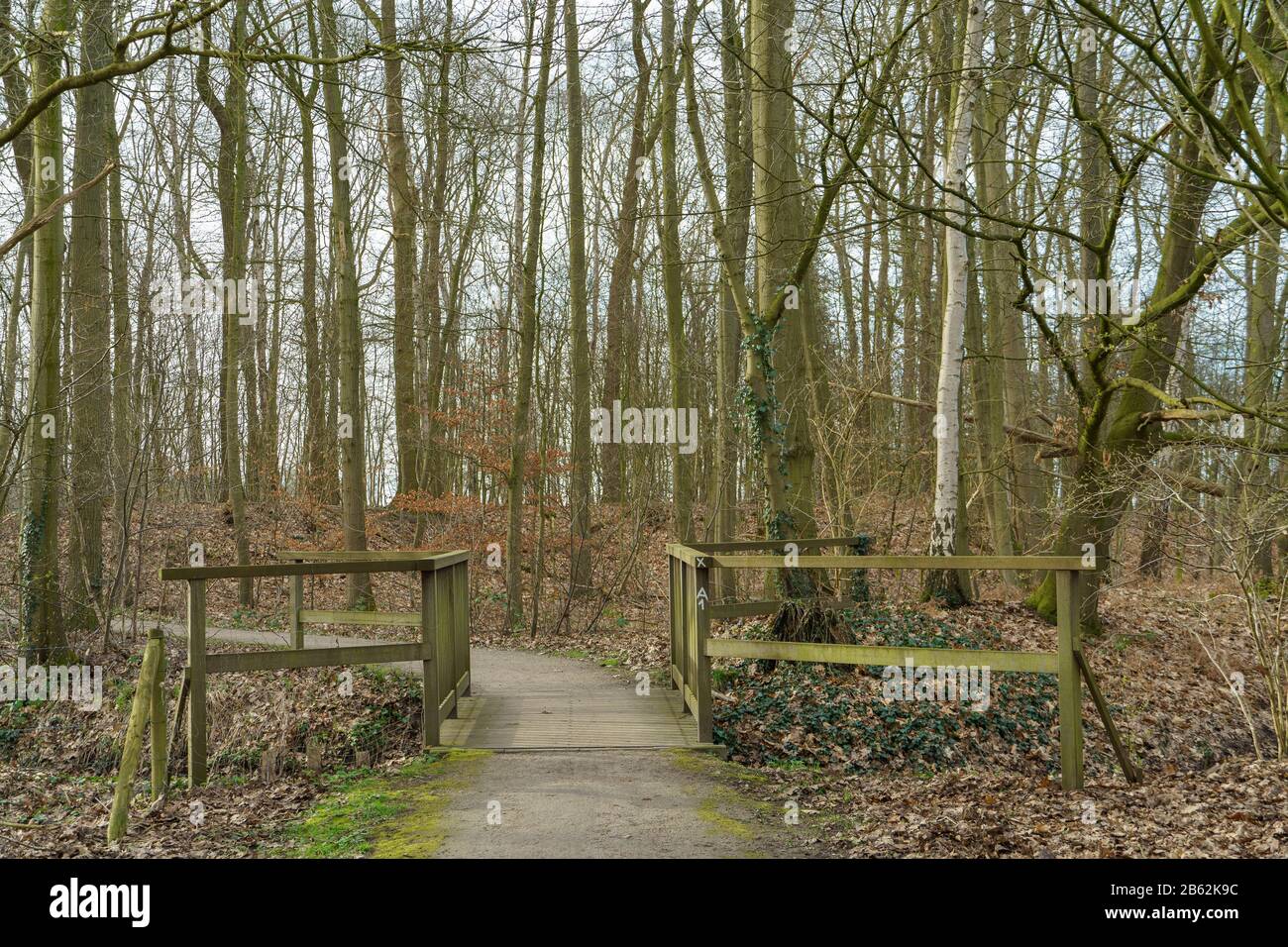 spring time in the forest Stock Photo - Alamy