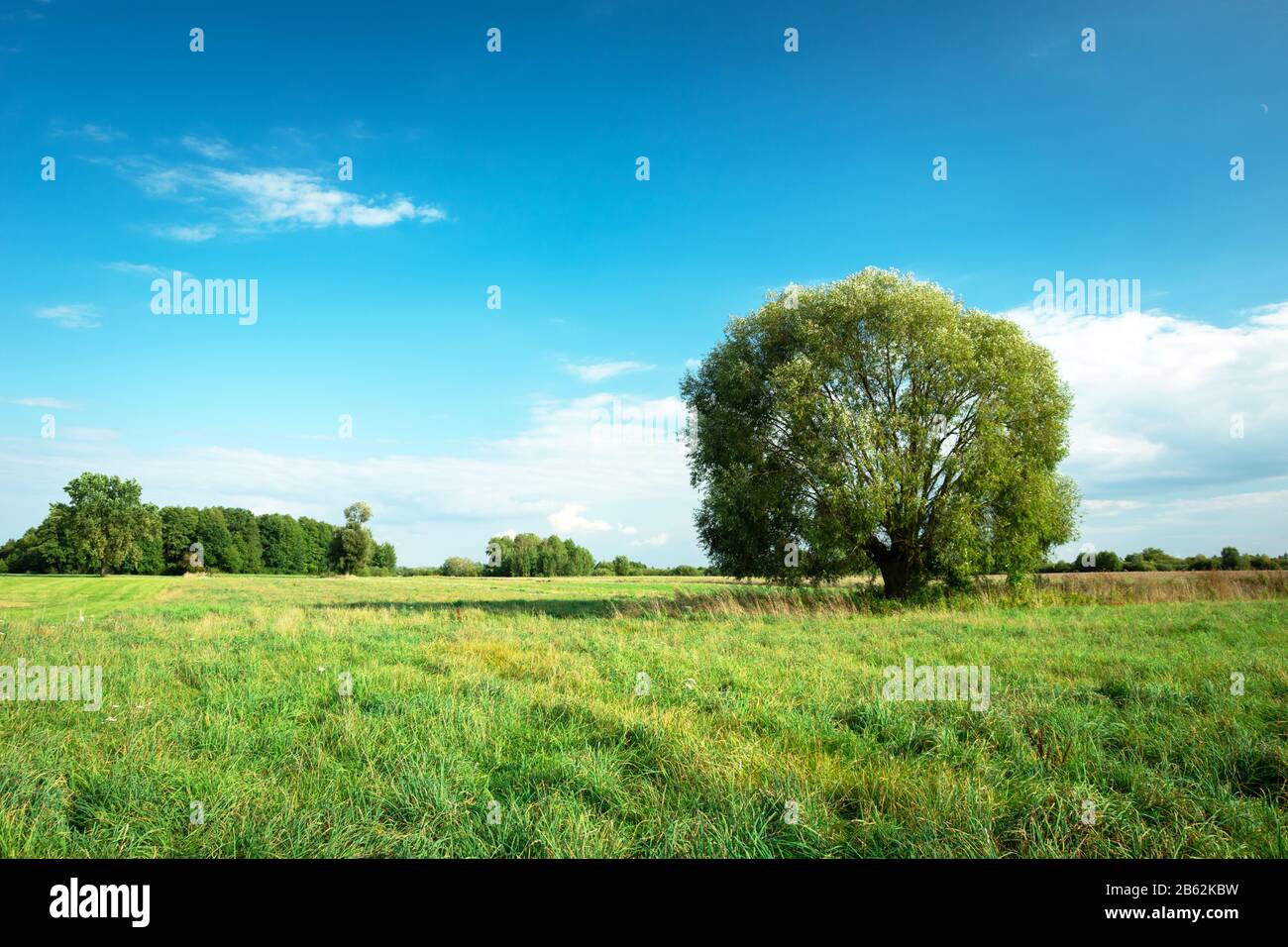 Large willow tree growing on a green meadow and blue sky Stock Photo ...