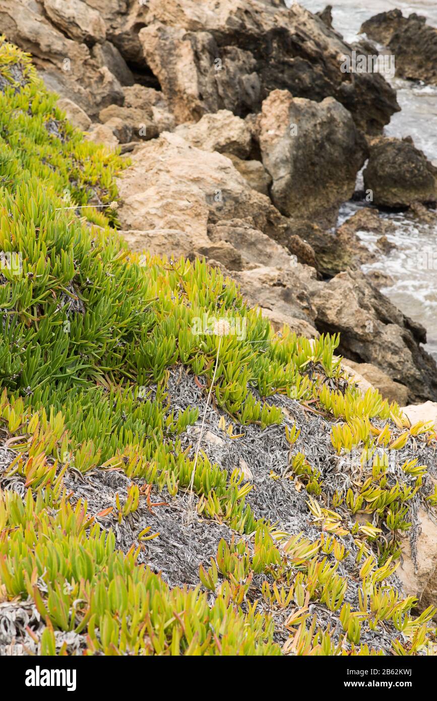Plant growing on rock beach hi-res stock photography and images - Alamy