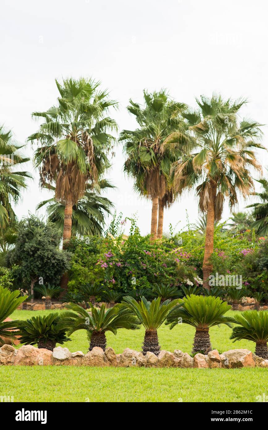 Tropical Garden with Palm Tree and Other Plants. Summer Landscape Stock ...