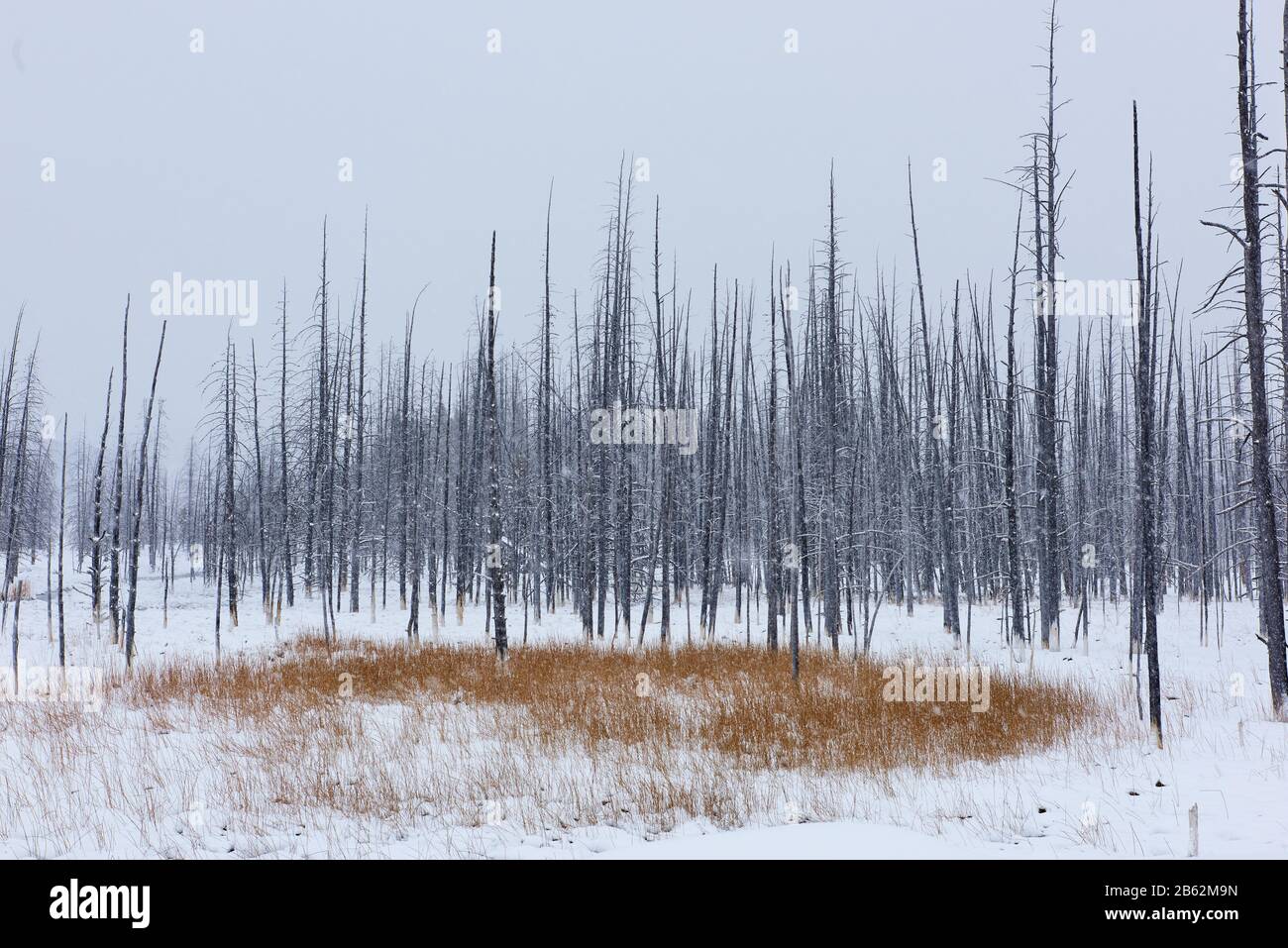 Burnt grasses hi-res stock photography and images - Alamy