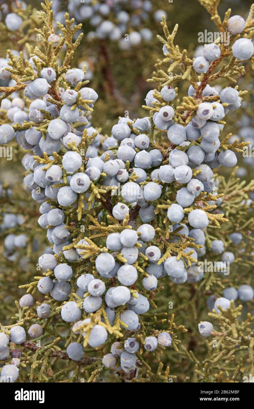 a large cluster of juniper berries growing on a tree Stock Photo - Alamy