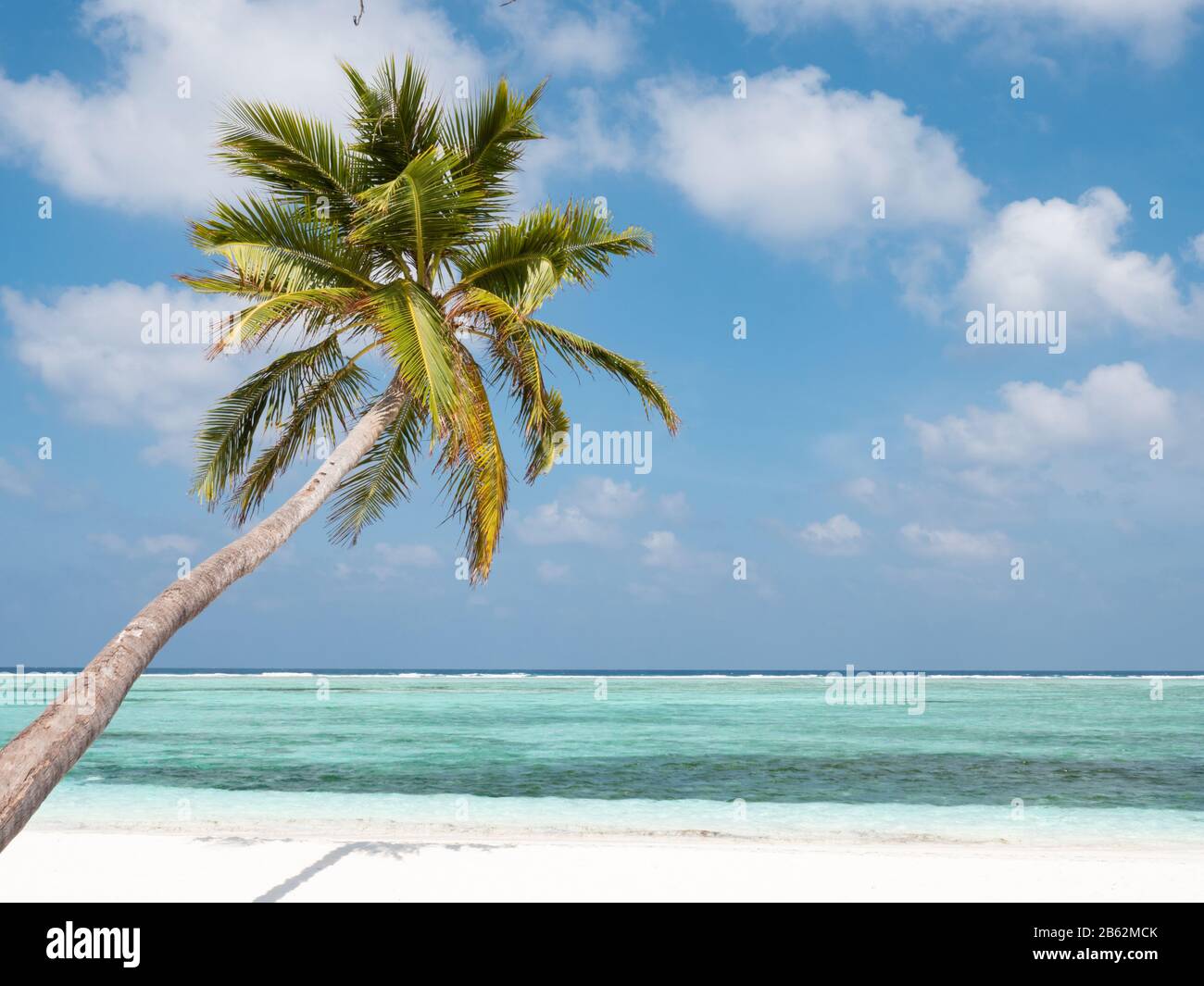 Maldives sea tree hi-res stock photography and images - Alamy