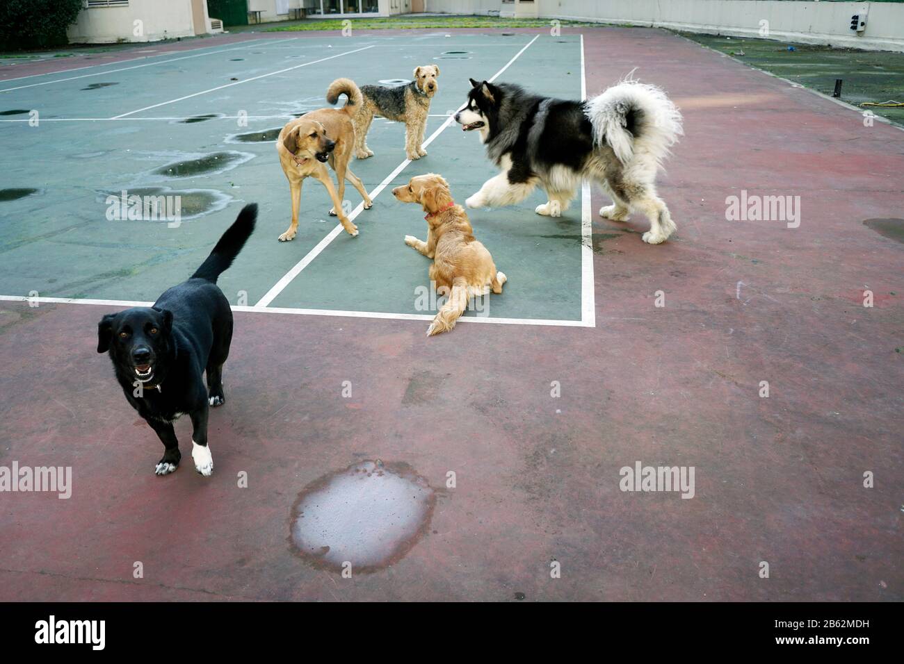 Dogs playing in the park Stock Photo - Alamy