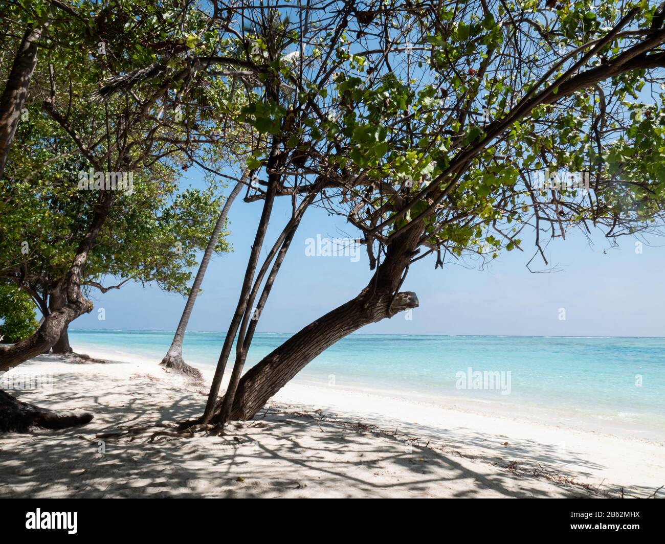 Indian Ocean on Maldives Islands. View Through Trees Stock Photo - Alamy