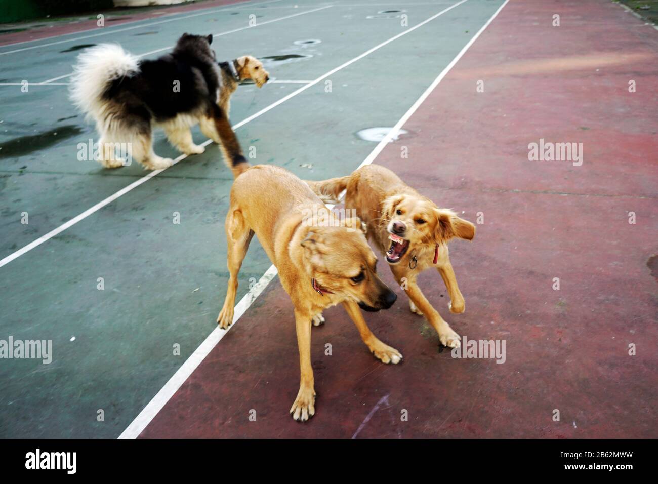 Dogs playing in the park Stock Photo - Alamy