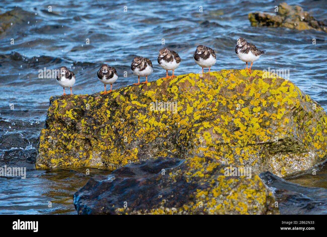 Coastal birds of great britain hi-res stock photography and images - Alamy