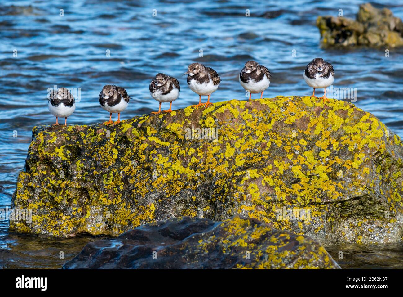 Turnstone british isles hi-res stock photography and images - Alamy