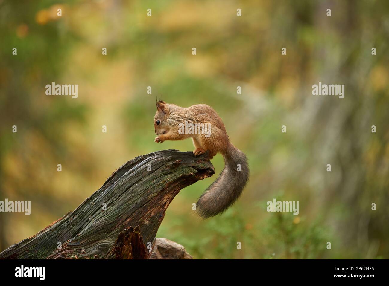 Red squirrel profile hi-res stock photography and images - Alamy