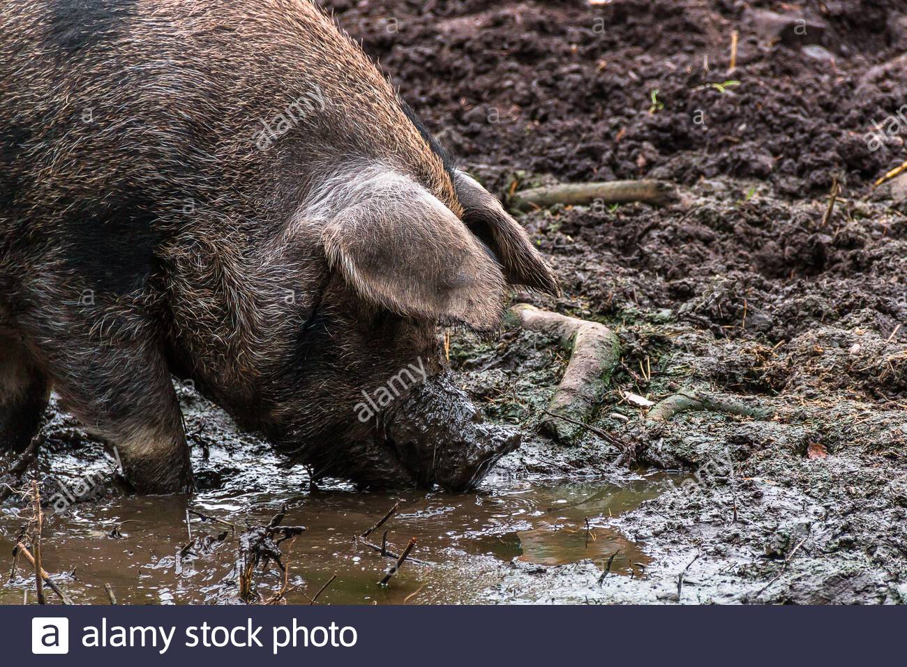 Wild Pig Damage Stock Photos & Wild Pig Damage Stock Images - Alamy