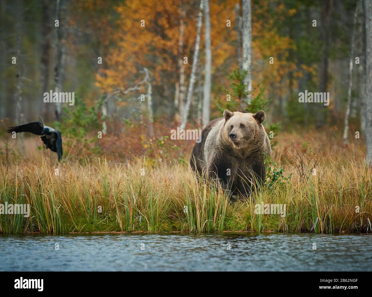 Wild brown bear with hooded crow Stock Photo - Alamy