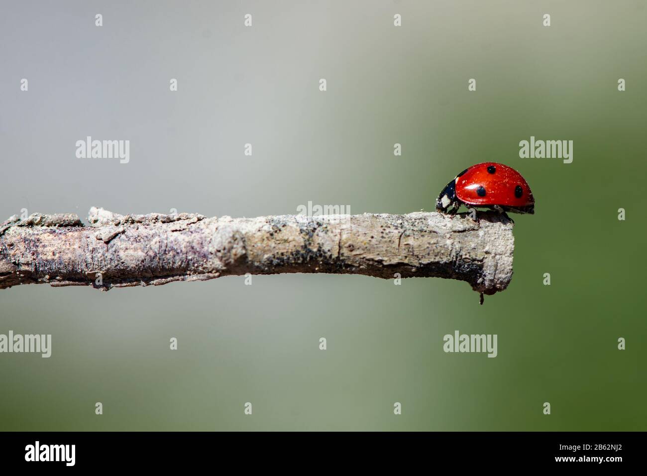 Little ladybug hi-res stock photography and images - Alamy