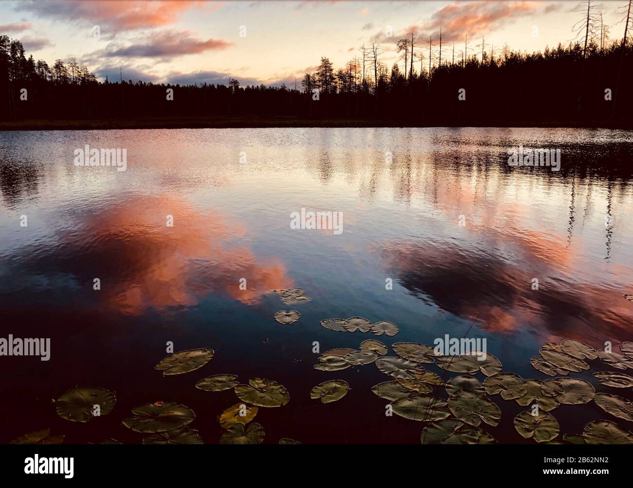 sunset lake lily pads Stock Photo - Alamy