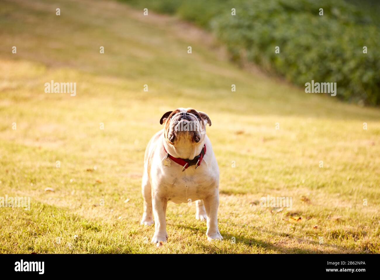 English bulldog playing in garden hi-res stock photography and images ...
