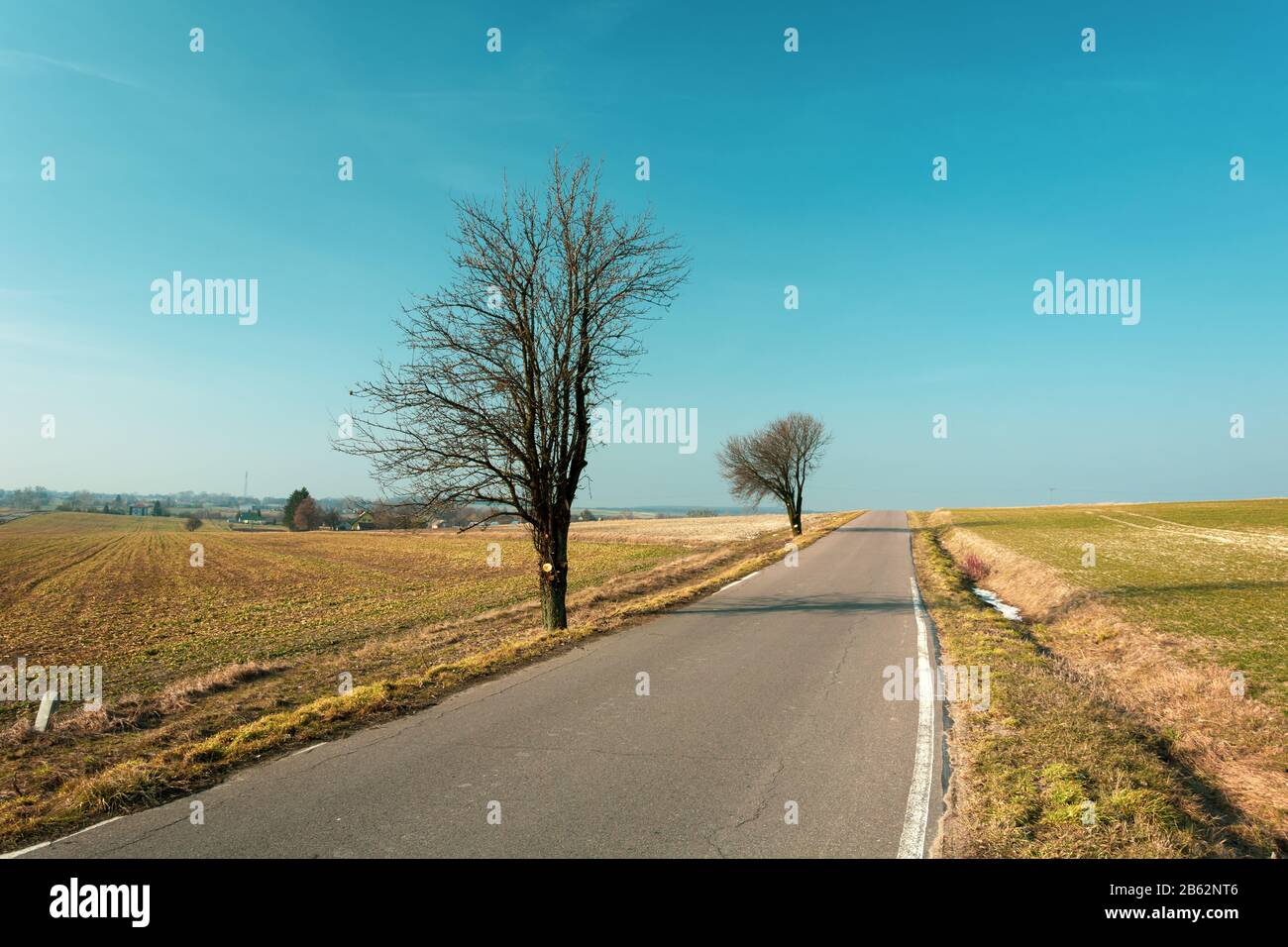 Trees without leaves and fields by the asphalt road, nice blue sky ...