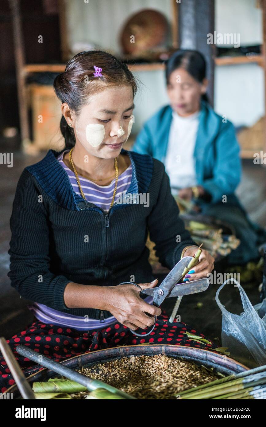 Handmade cigars, Inle lake, Myanmar, Asia Stock Photo - Alamy