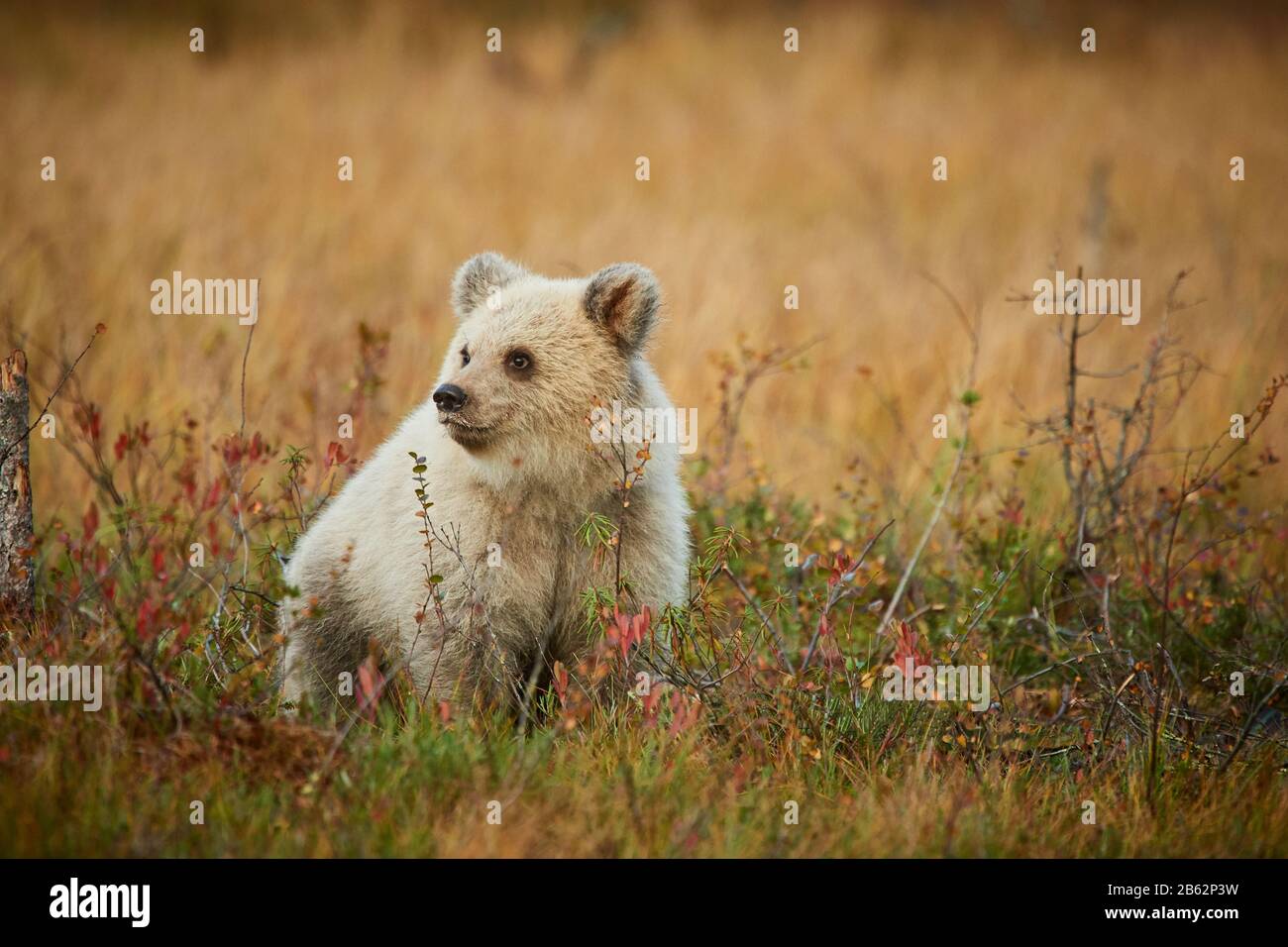 wild brown bear cub Stock Photo - Alamy