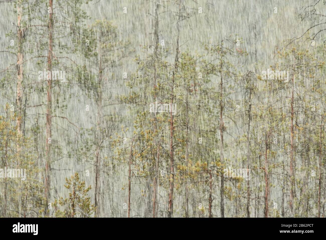 silver birch trees in rain Stock Photo - Alamy
