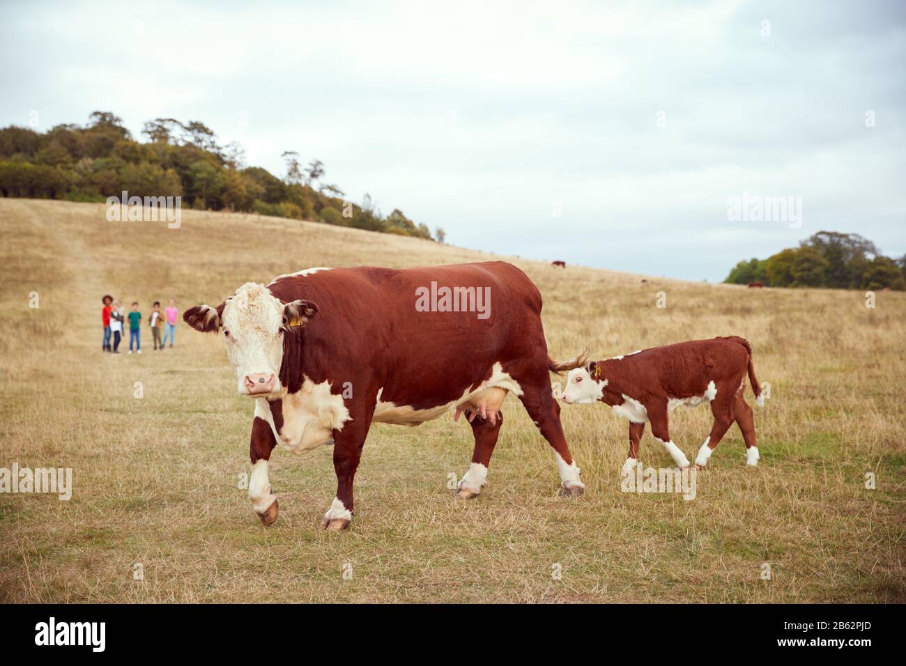 Group Of Children On Outdoor Activity Camping Trip Watching Cow And ...